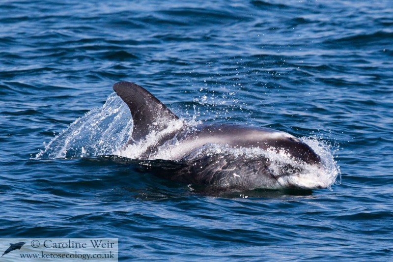 Caroline Weir | Cetacean Identification | Repetico