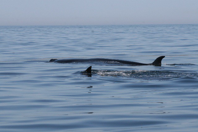 Woods Hole Oceanographic Institution and the NOAA Northe... | Cetacean ...